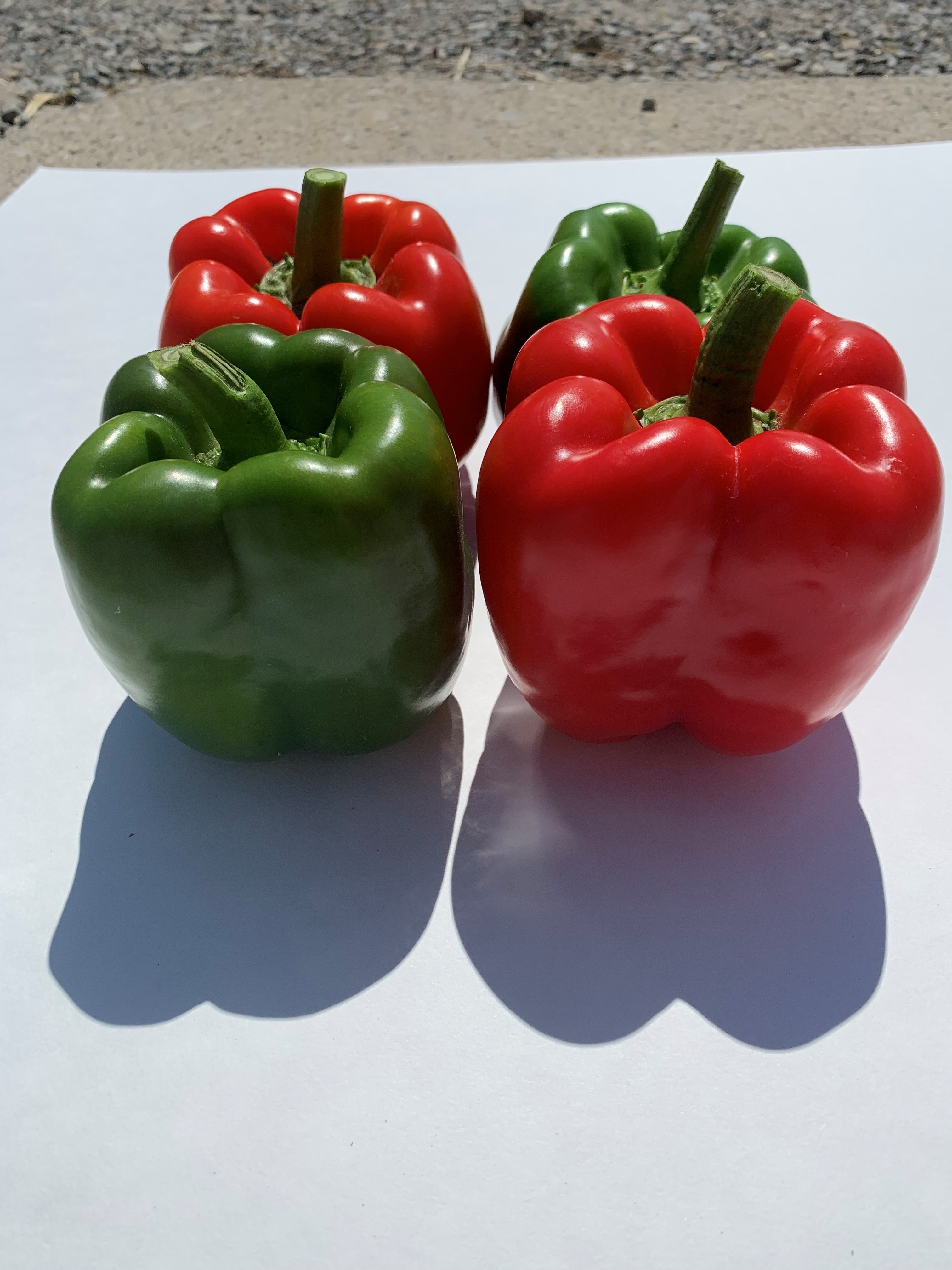 REDFISH Pepper SEMINIS