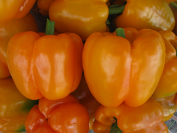 SVPB8500 Pepper SEMINIS