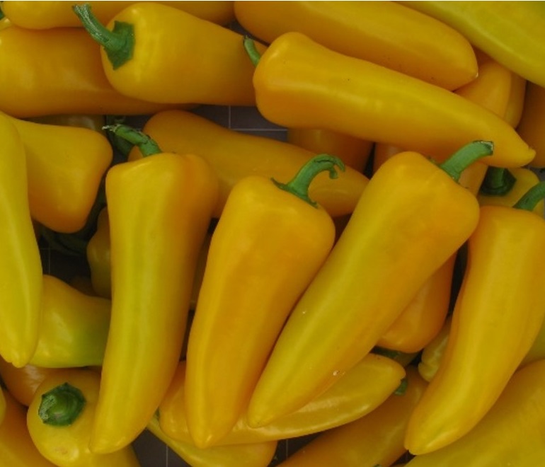 SVPS1263 Pepper SEMINIS