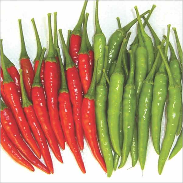 SIAM HOT Pepper SEMINIS