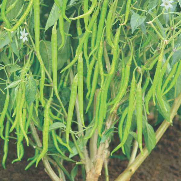 SITARA CMS Pepper SEMINIS