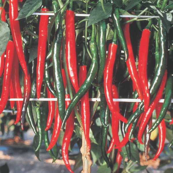 WONDER HOT Pepper SEMINIS