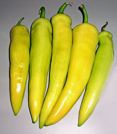 SOPRON Pepper SEMINIS
