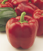 SOCRATES Pepper SEMINIS