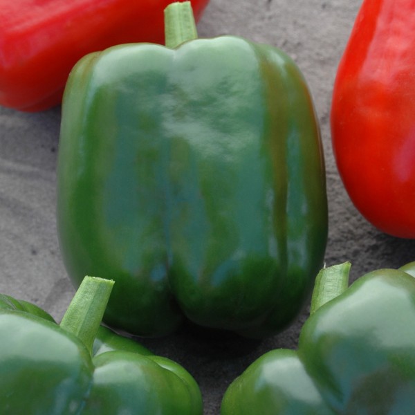 PS 09942815 Pepper SEMINIS