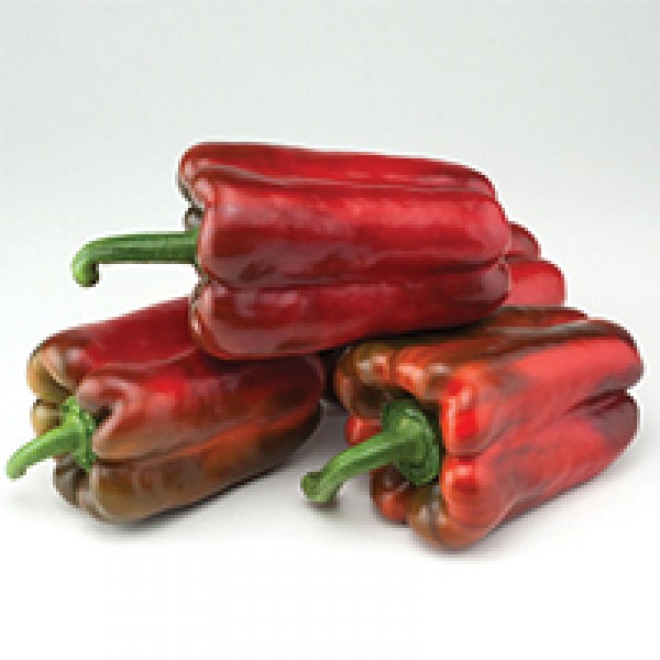 SV5581PH Pepper SEMINIS