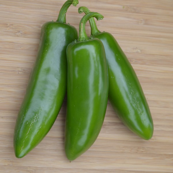 SV8066HJ Pepper SEMINIS