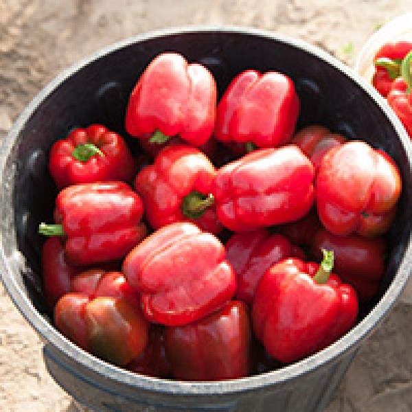 SV9699PB Pepper SEMINIS