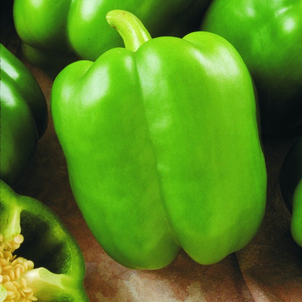 WIZARD Pepper SEMINIS