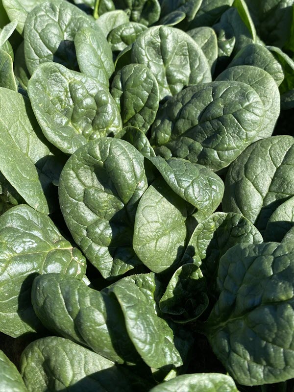 MAGNETIC Spinach SEMINIS