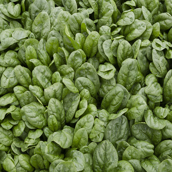 MOLOKAI Spinach SEMINIS