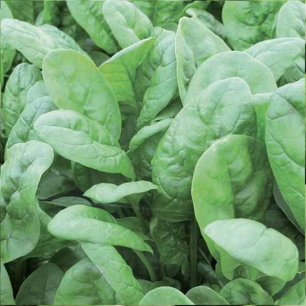 SV2146VB Spinach SEMINIS