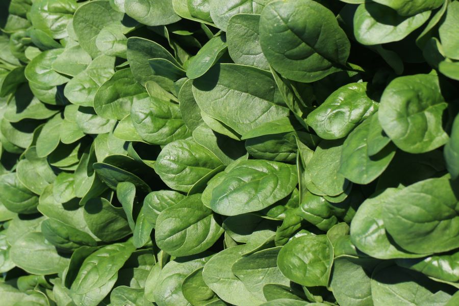 MOTUTAPU Spinach SEMINIS