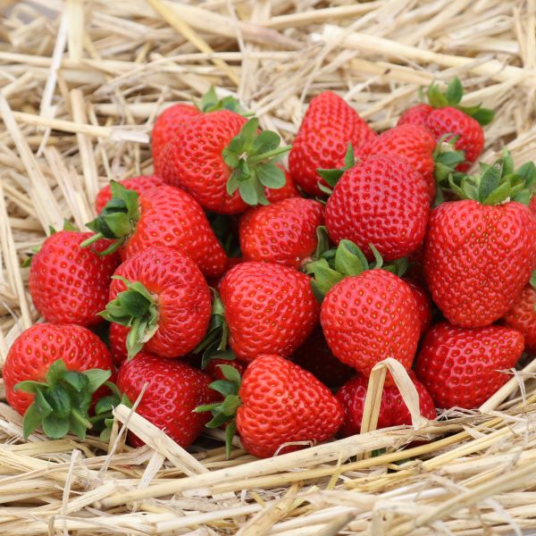 Malling™ Supreme Strawberry DERUITER