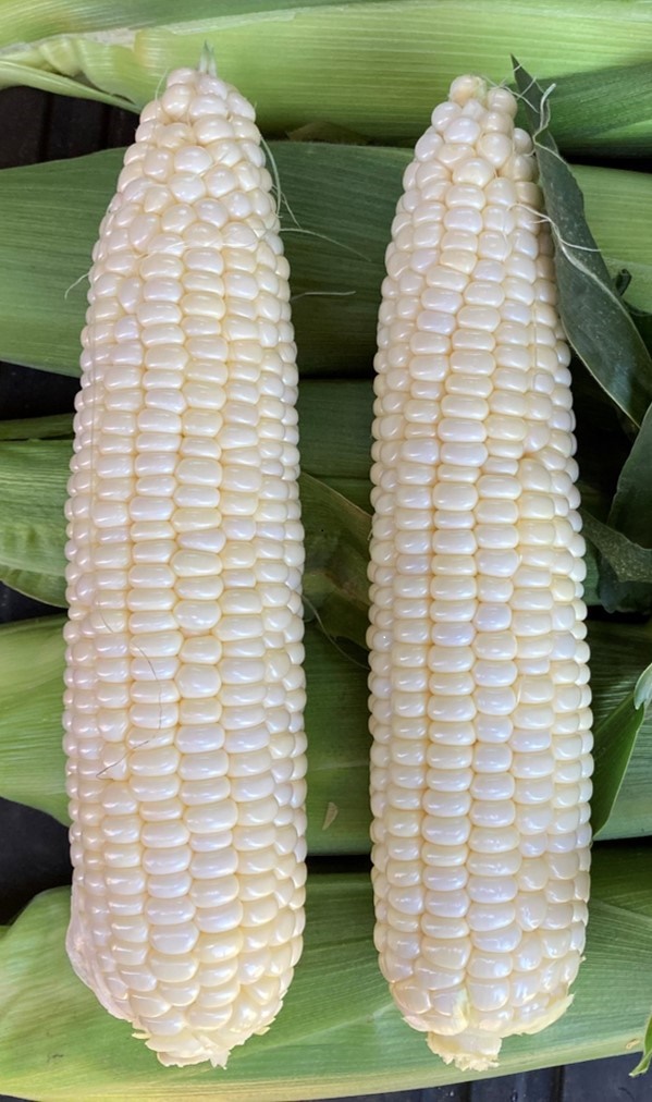 STARFIGHTER II Sweet Corn SEMINIS