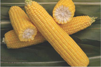 SHIRAS Sweet Corn SEMINIS