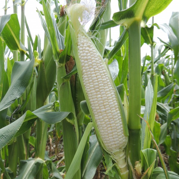 QHW6RH1229 Sweet Corn SEMINIS