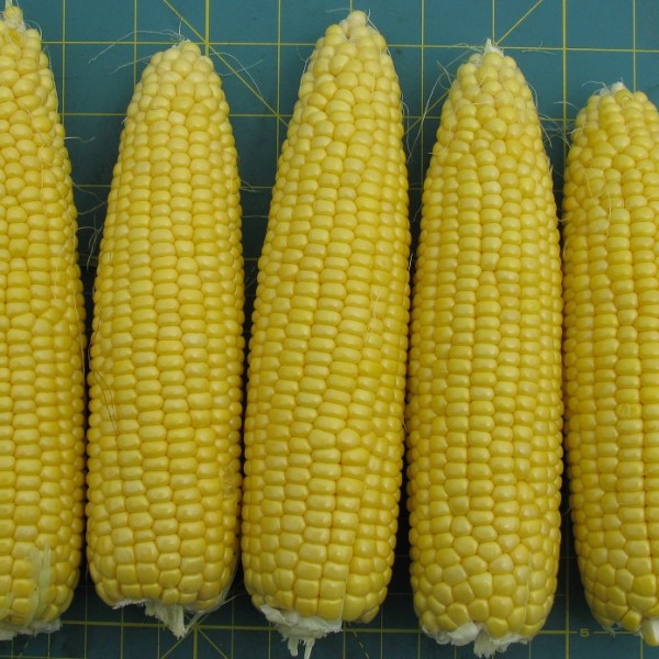 SC1336 Sweet Corn SEMINIS