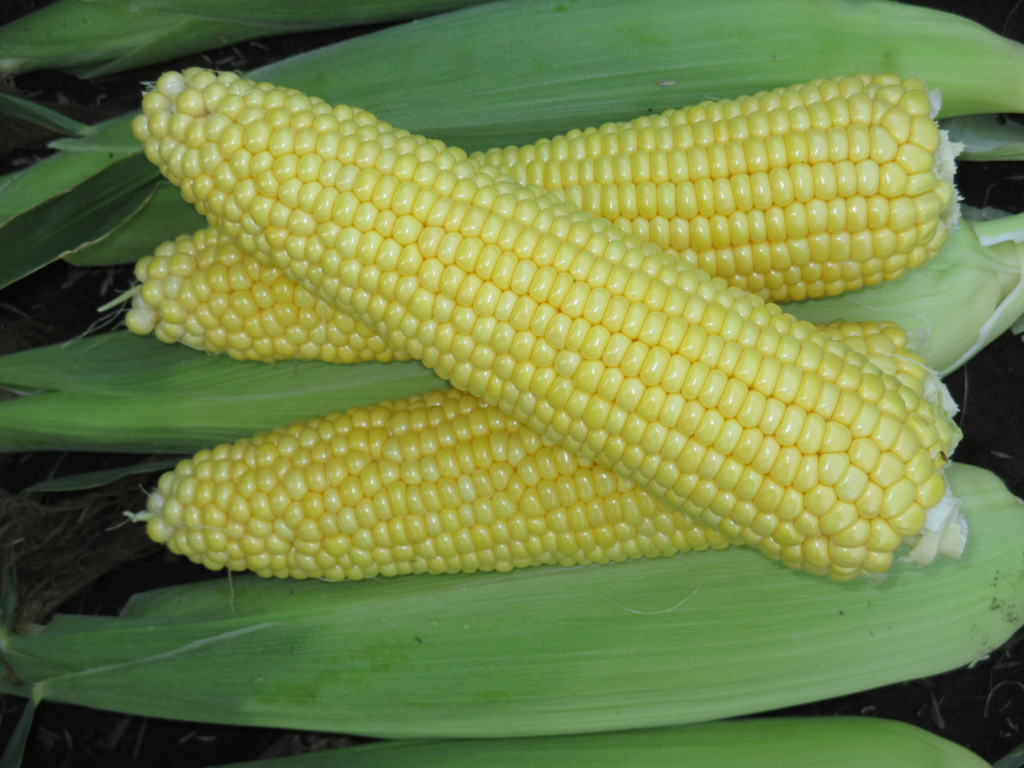 SV1365SK Sweet Corn SEMINIS