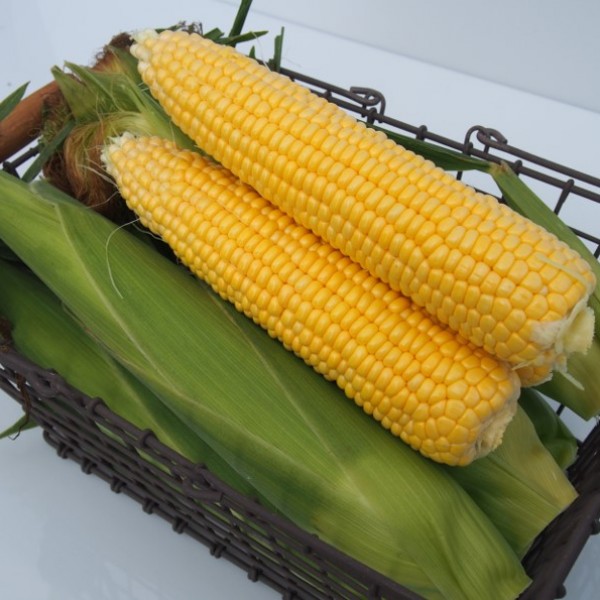 SV7538SK Sweet Corn SEMINIS