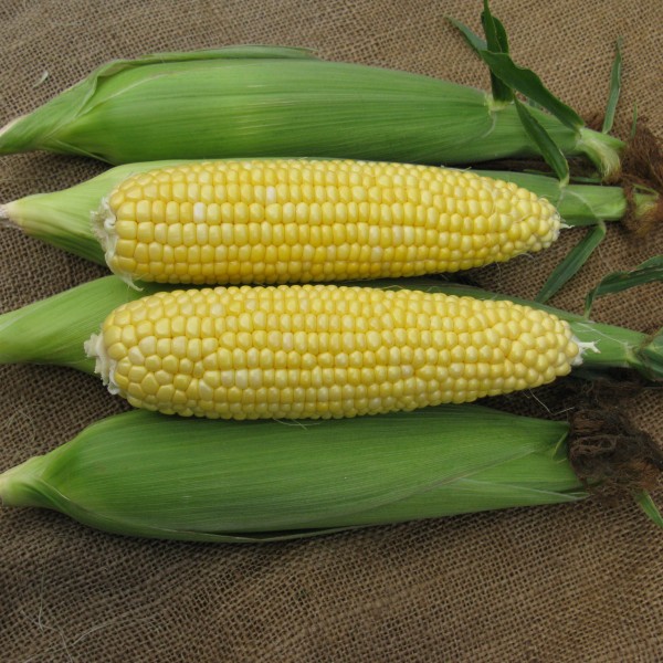 SV9012SD Sweet Corn SEMINIS