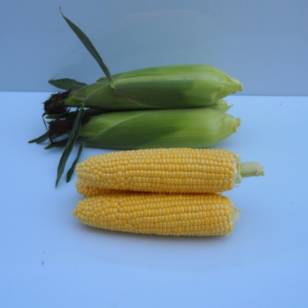 SVSK0391 Sweet Corn SEMINIS