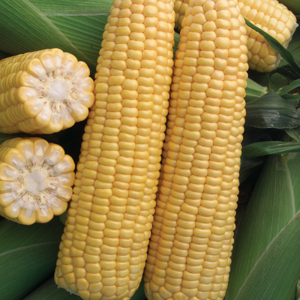 XP 08705808 Sweet Corn SEMINIS