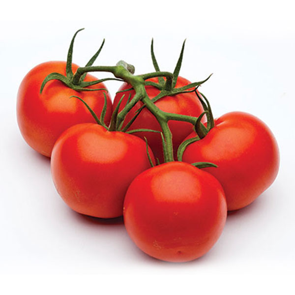 KOMEETT Tomaat DERUITER