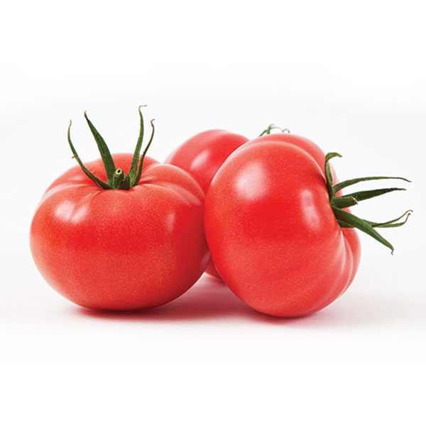 TOMIMARU MUCHOO Tomaat DERUITER