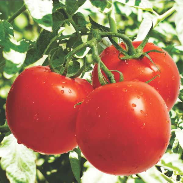 ASHUTOSH Tomato SEMINIS
