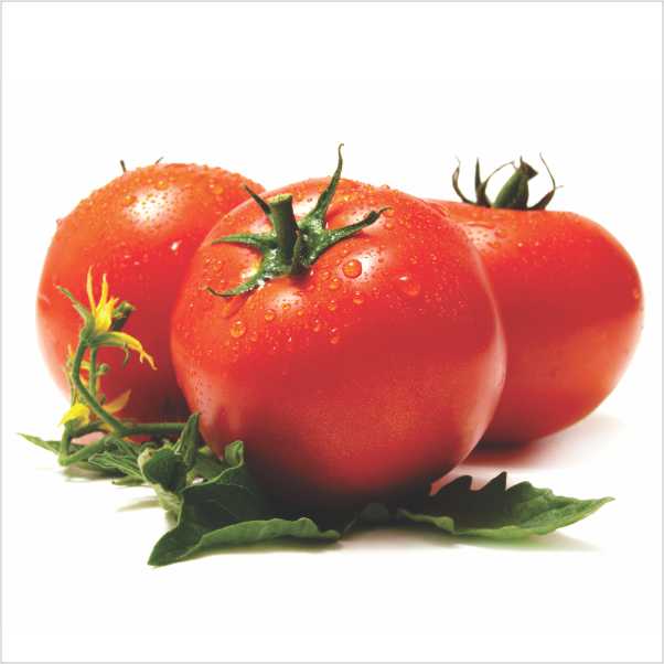 DURG Tomato SEMINIS