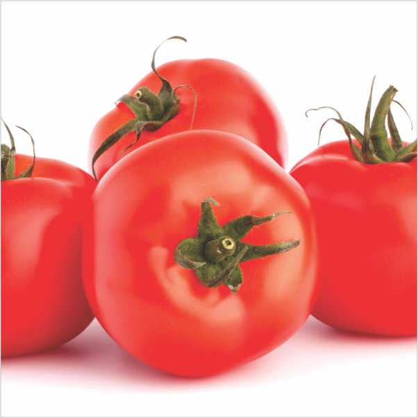 PRANAY Tomato SEMINIS