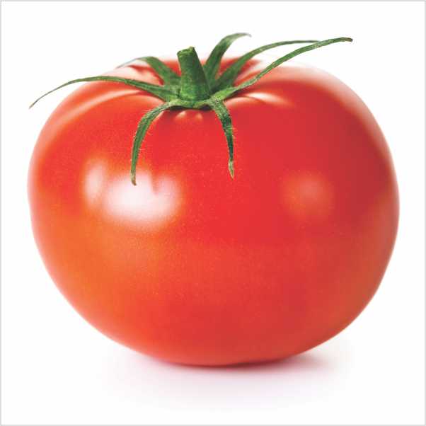 SVTD6922 Tomato SEMINIS