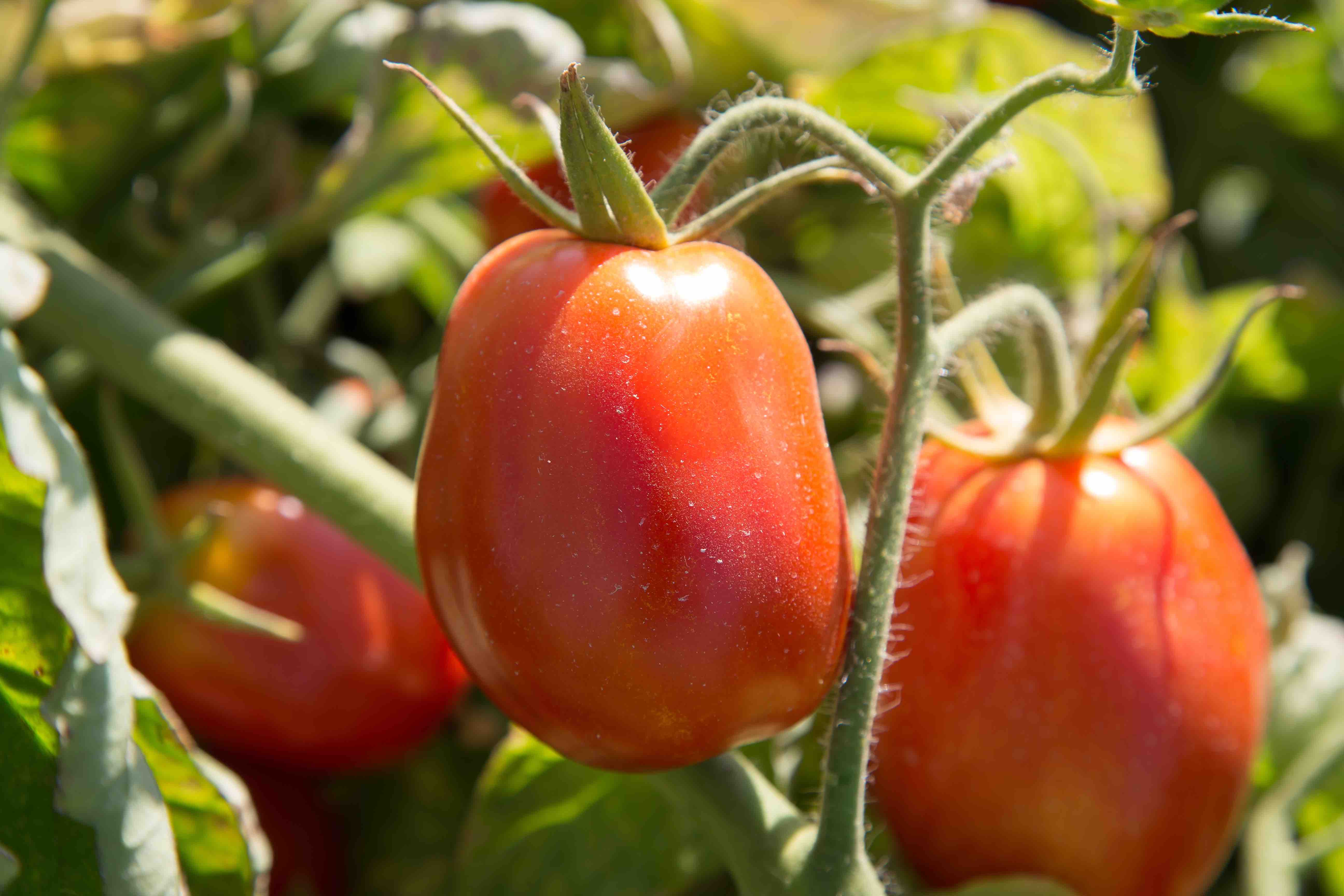 [hybridLabel] [cropLabel] [brand]