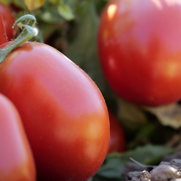 [hybridLabel] [cropLabel] [brand]