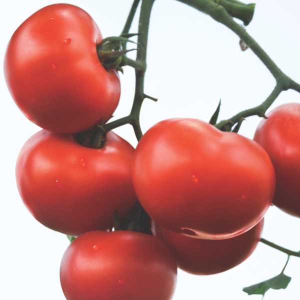 SAKSHAM Tomato SEMINIS