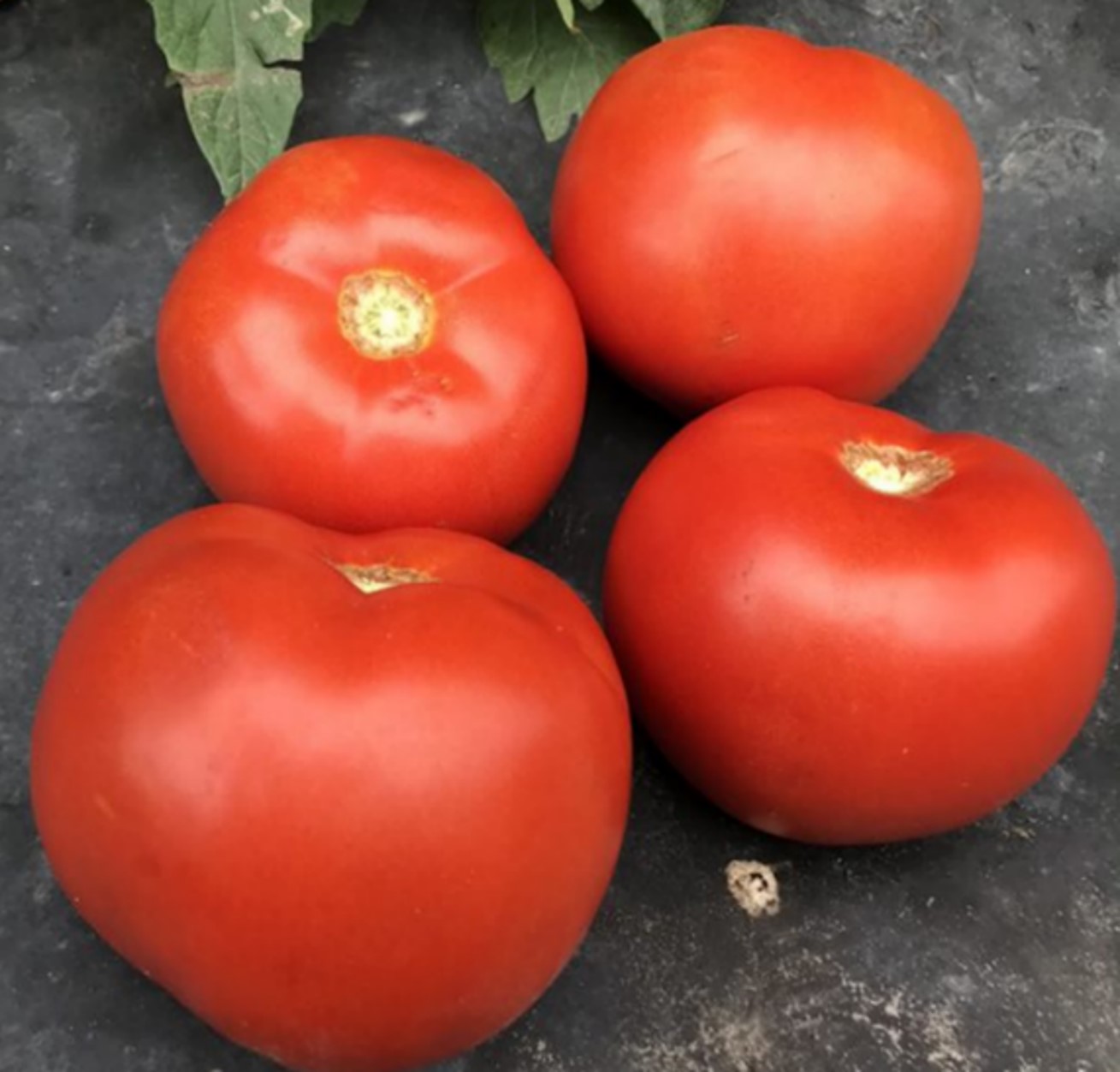 WINDUP Tomato SEMINIS