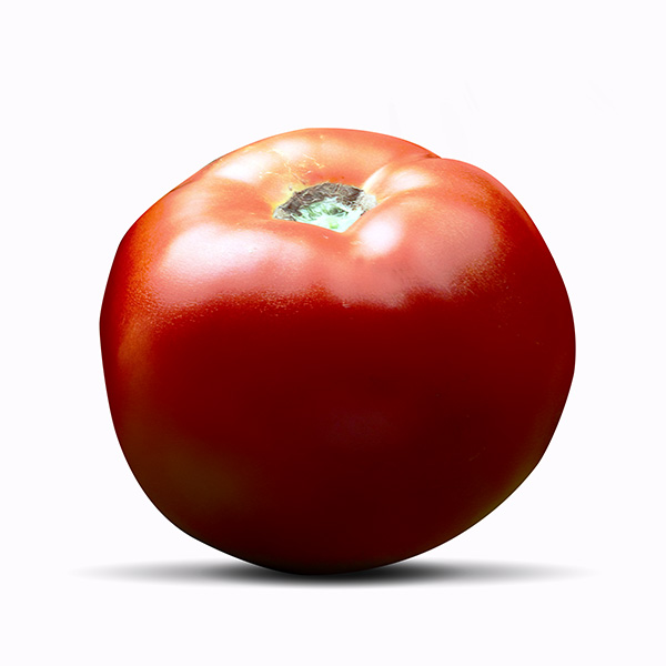 TOQUI Tomate SEMINIS