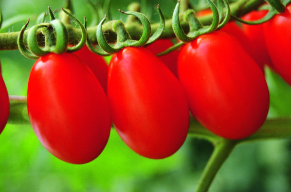 AMSTERDAM Tomato DERUITER