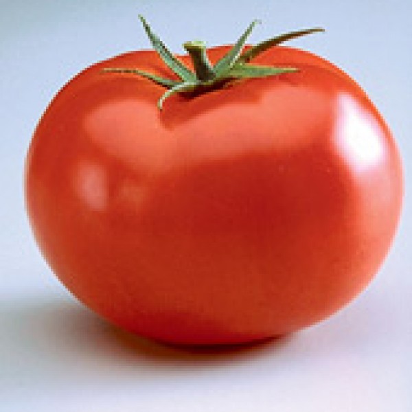 BIG BEEF Tomato SEMINIS