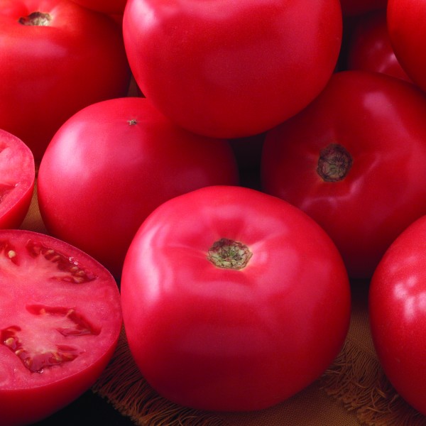 CROWN JEWEL Tomato SEMINIS