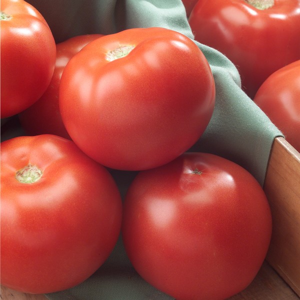 FLORIDA 47 R Tomato SEMINIS