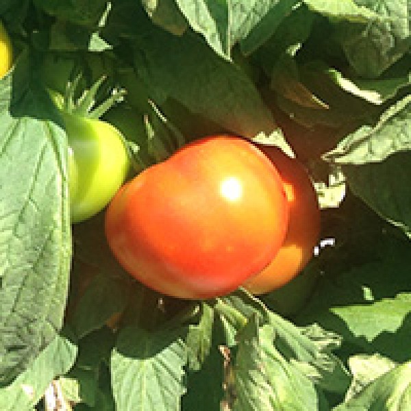 SV0215TH Tomato SEMINIS