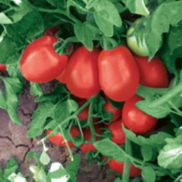 SV1491TM Domates Tohumu | SEMINIS