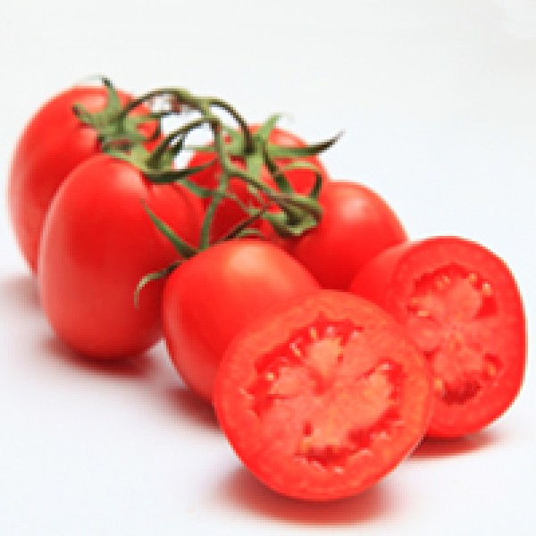 YAQUI Tomato SEMINIS