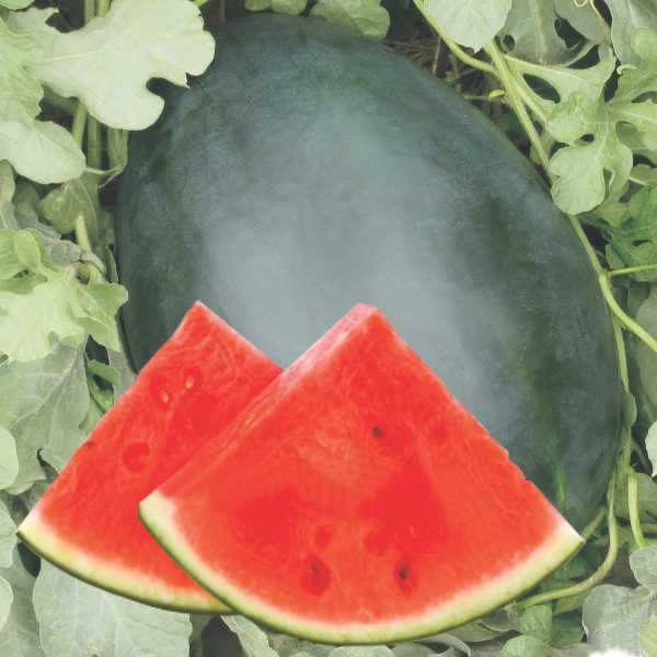 MADHAV Watermelon SEMINIS