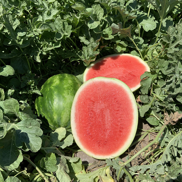 PADDLEBOAT Watermelon SEMINIS