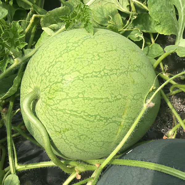 POLIFUN Watermeloen SEMINIS