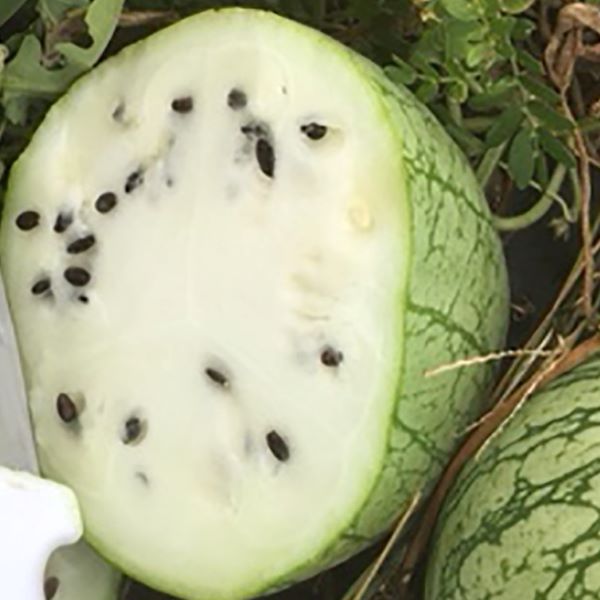WINGMAN Watermelon SEMINIS
