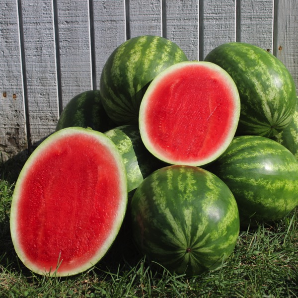 TAILGATE Watermelon SEMINIS